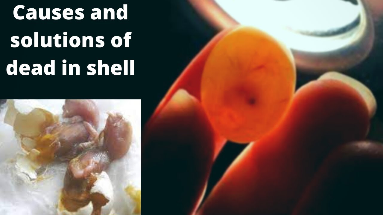 Causes and solutions of dead in shell | HWI Aviary - YouTube