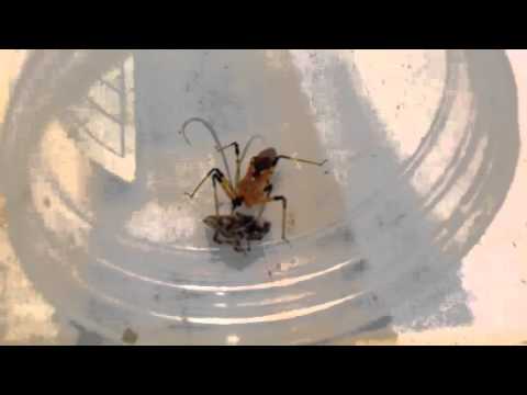 Assassin bug eating spider - YouTube
