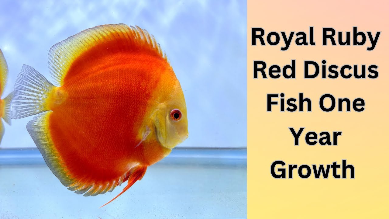 Discus fish One Year Growth video | Worlds best fish | Discus | Sams ...