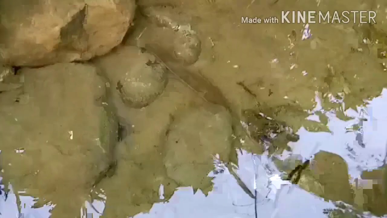 Leech in the River / Linta sa ilog #75 - YouTube