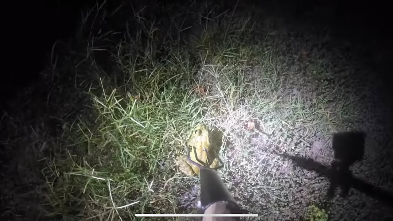 Frog gigging for bullfrogs {catch clean cook} - YouTube