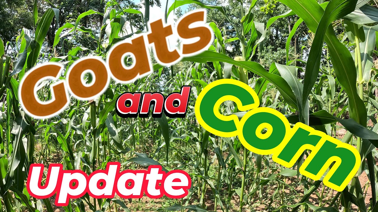 Goats and Corn Update !!!! #farmall51 #corn #goatfarming - YouTube