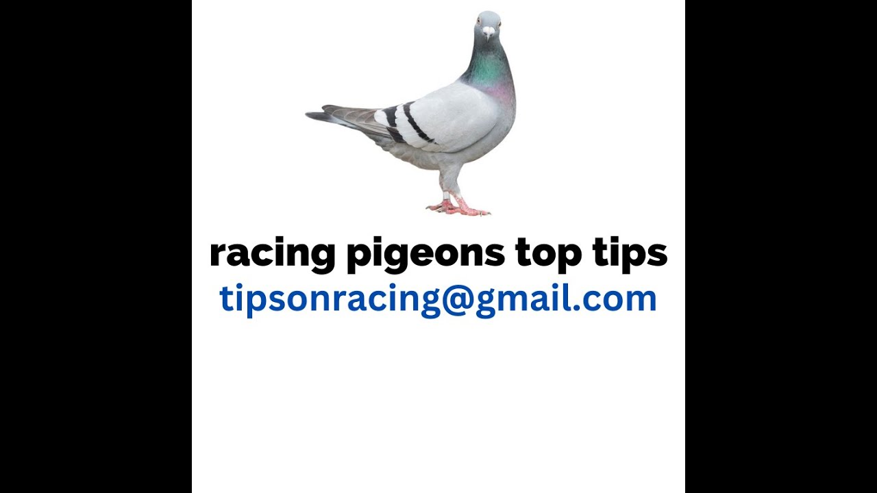 racing pigeons how to fly on the nature system - YouTube