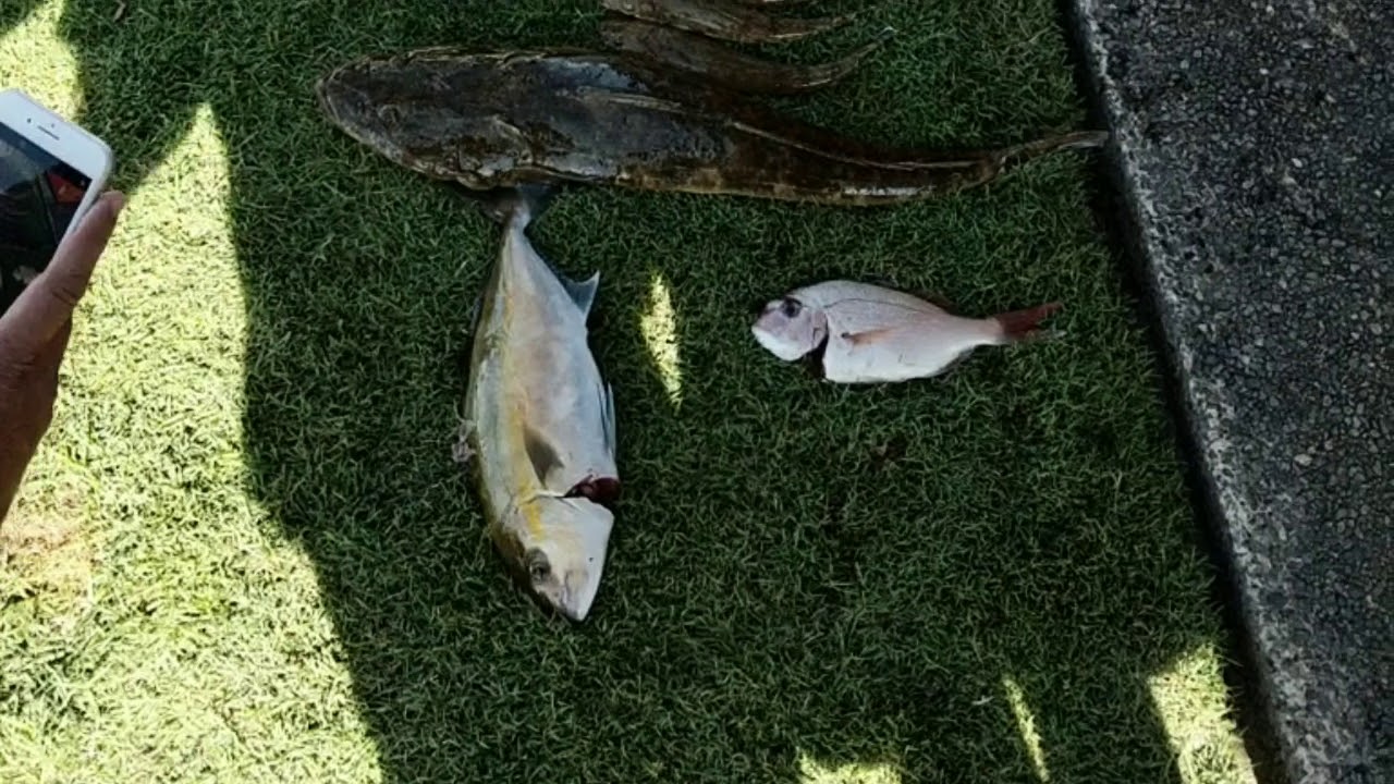 Catherine hill bay fishing - YouTube