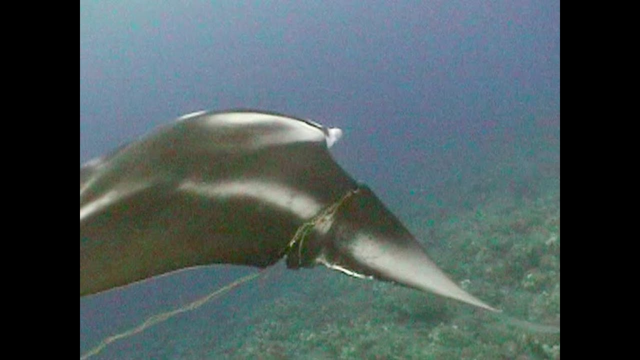 Manta Rescue - YouTube