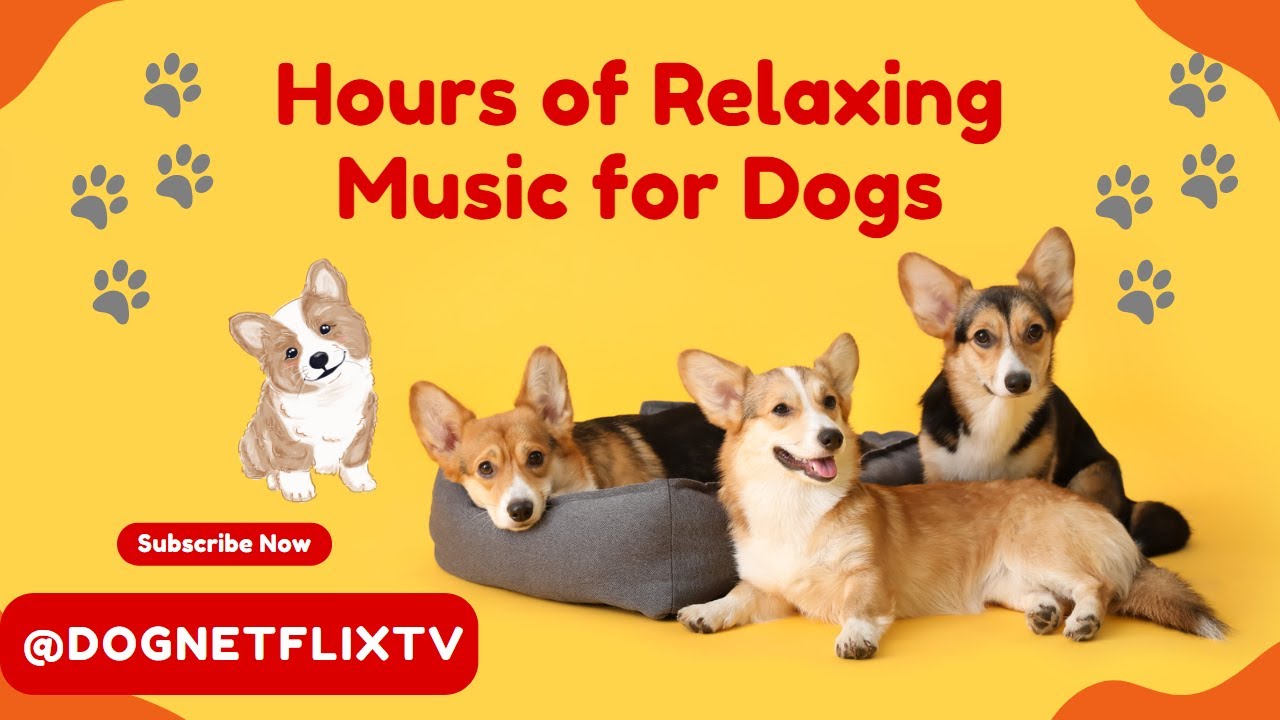 Relax Your Dog | Hours of Relaxing TV for Dogs | Relaxing Music - YouTube