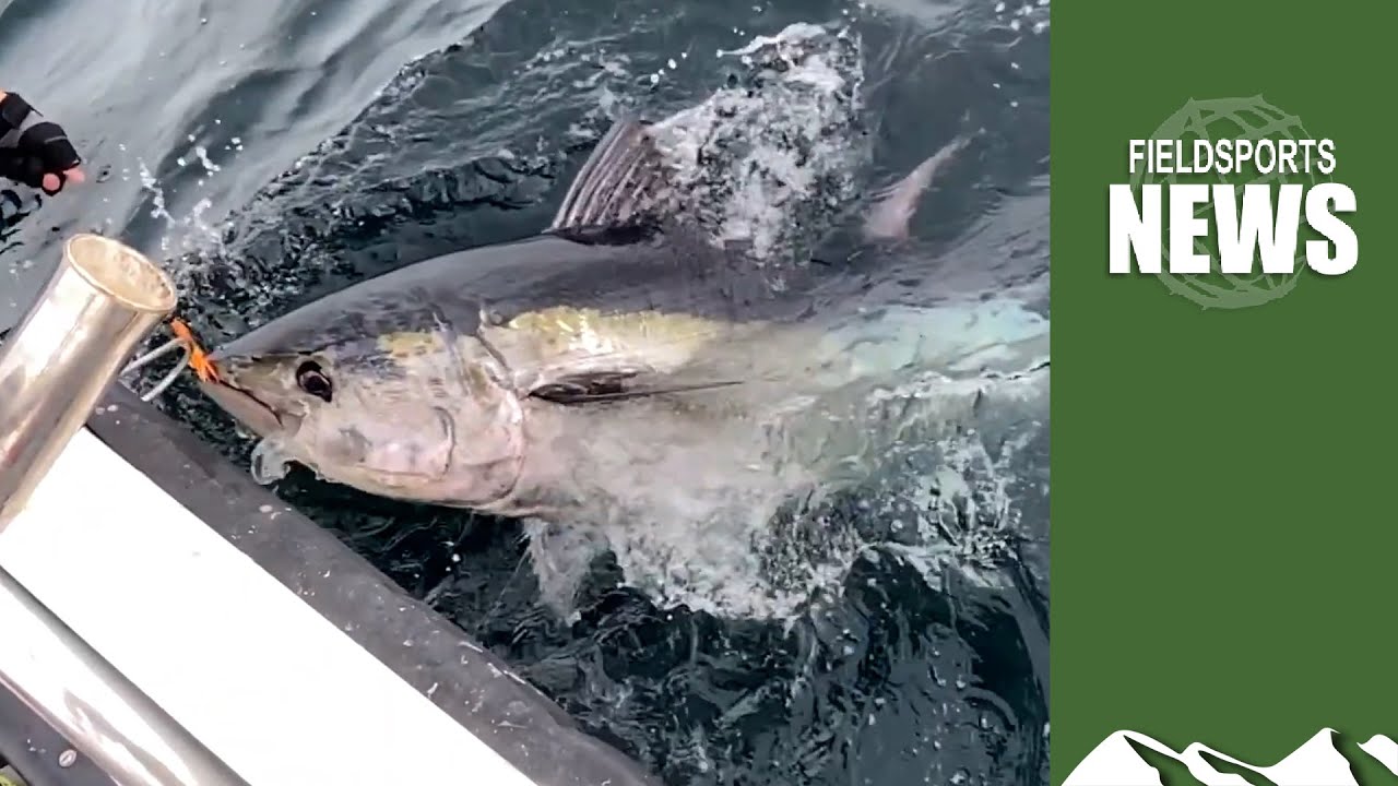 Blue fin tuna are back 🐟 and anglers are keeping it that way - YouTube