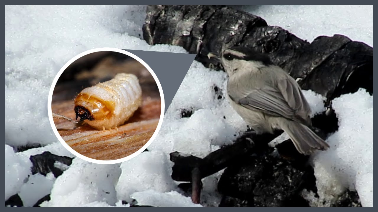 Mountain Chickadee Feeding on Bugs in CHARCOAL | An Up-Close Look at ...