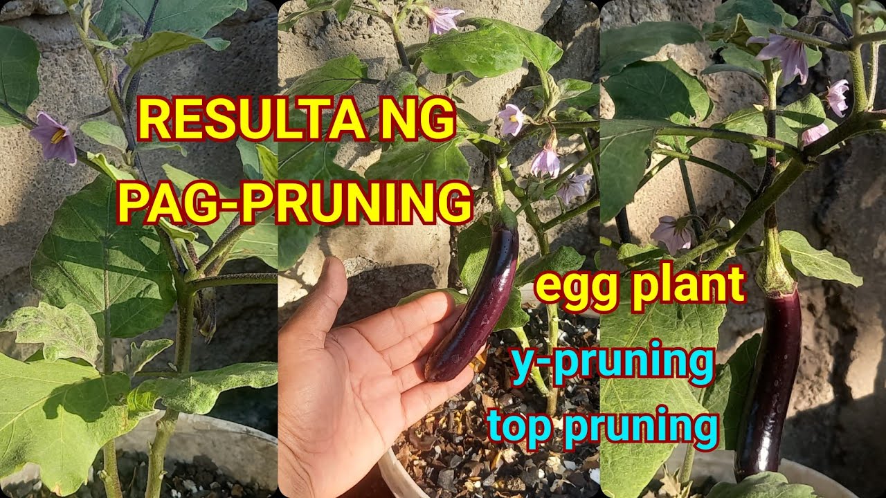 RESULTA NG PAG-PRUNING SA TALONG I EGG PLANT PRUNING - YouTube