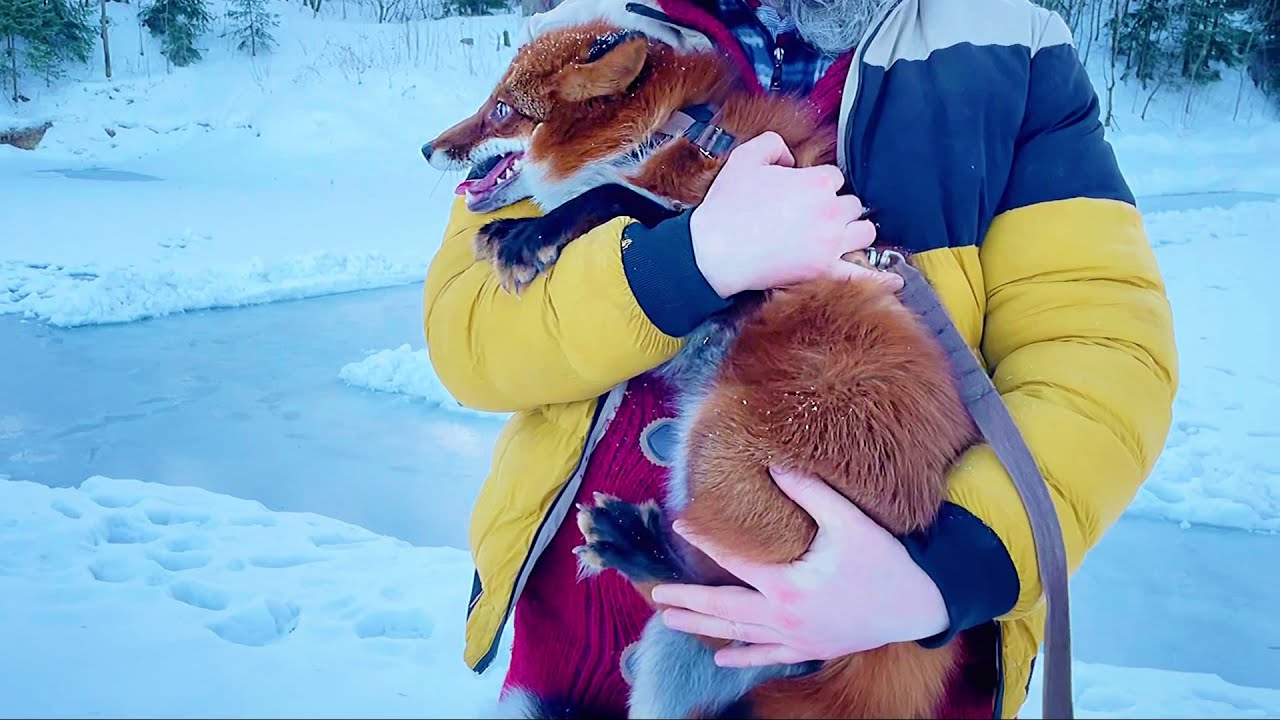 A domestic Fox on ice for the First Time - YouTube