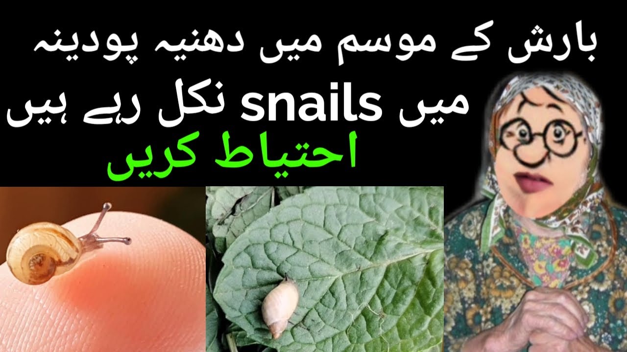 Rainy season | snail | Memoni Language | Memon joke | memoni comedy ...
