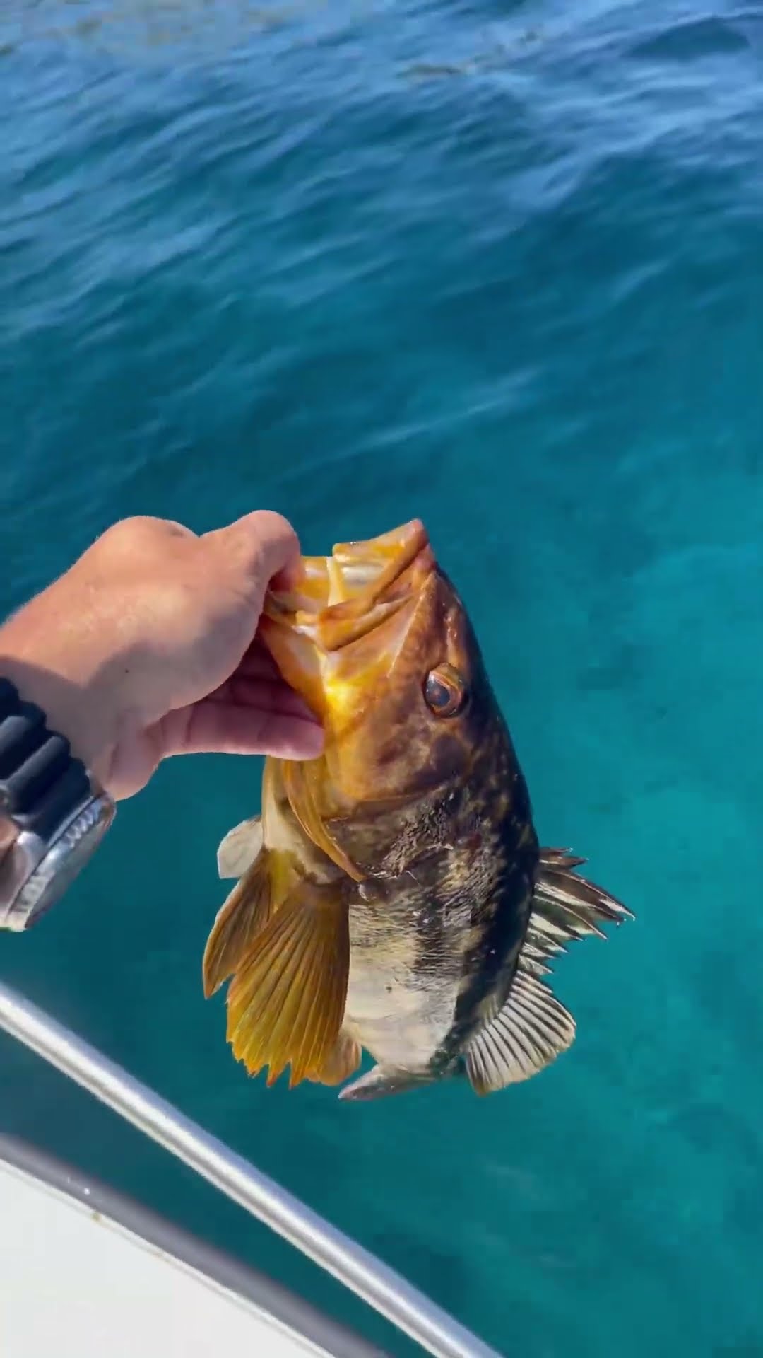 Calico bass at the island #calico #bass #fishing #saltwater - YouTube