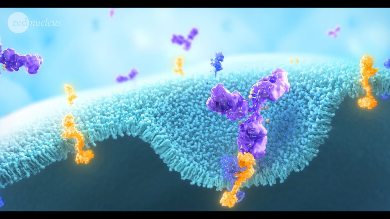 Red Nucleus Medical Animation Reel - YouTube