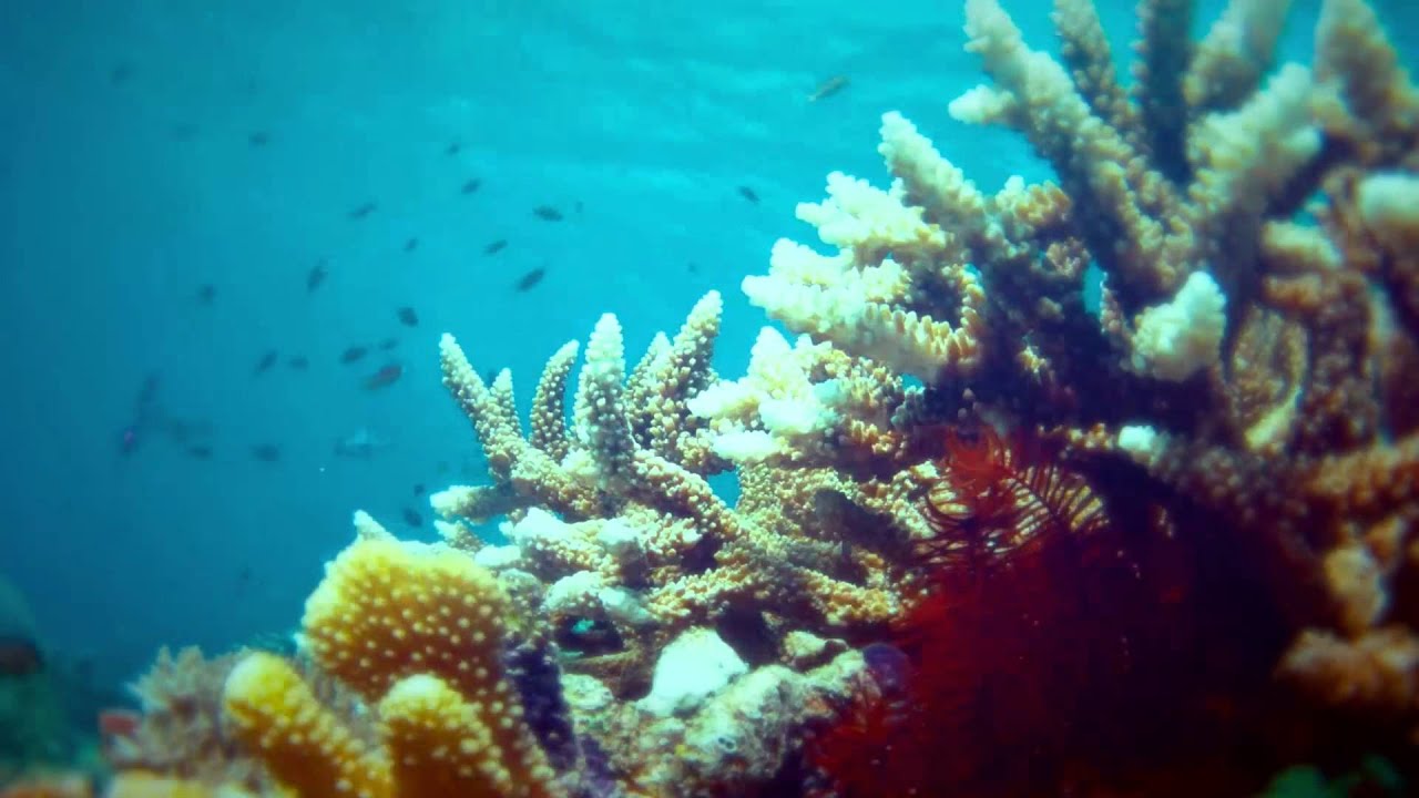 A Tip for Capturing Shy Creatures with Your Underwater Video - YouTube