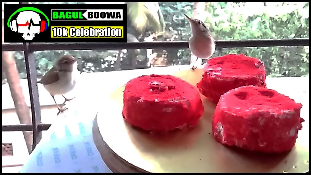 Tailor Bird eating - Red Velvet Cake | Bagulboowa - YouTube