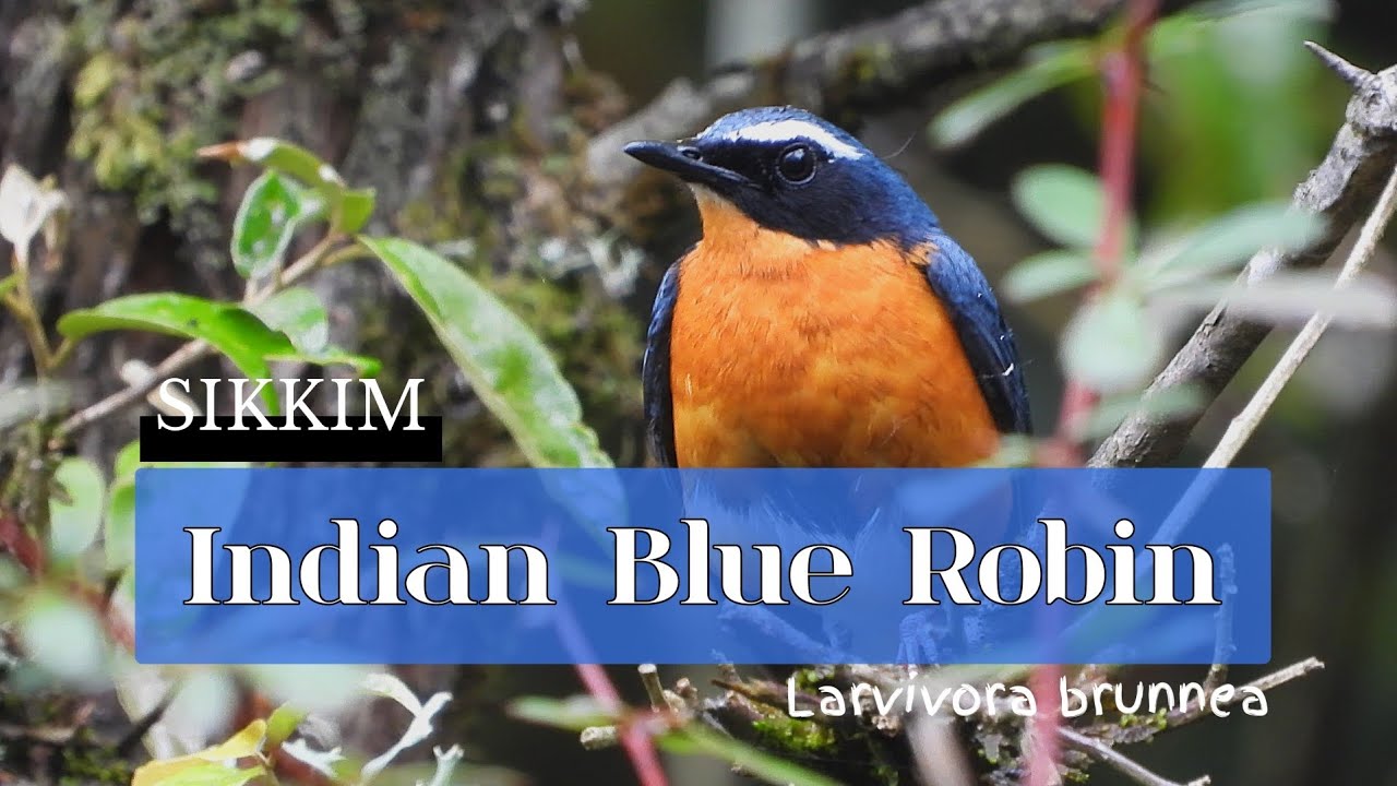"Rare Sighting: The Elusive 'Indian Blue Robin' Captured on Camera!" #birdsofsikkim #wildlife ...