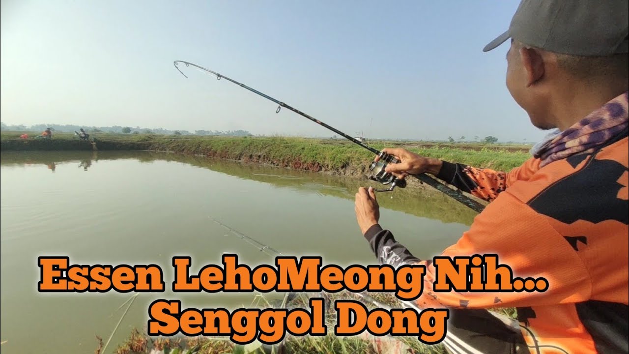 Pasti Joss..!! Mancing Bandeng pakai essen LehoMeong - YouTube