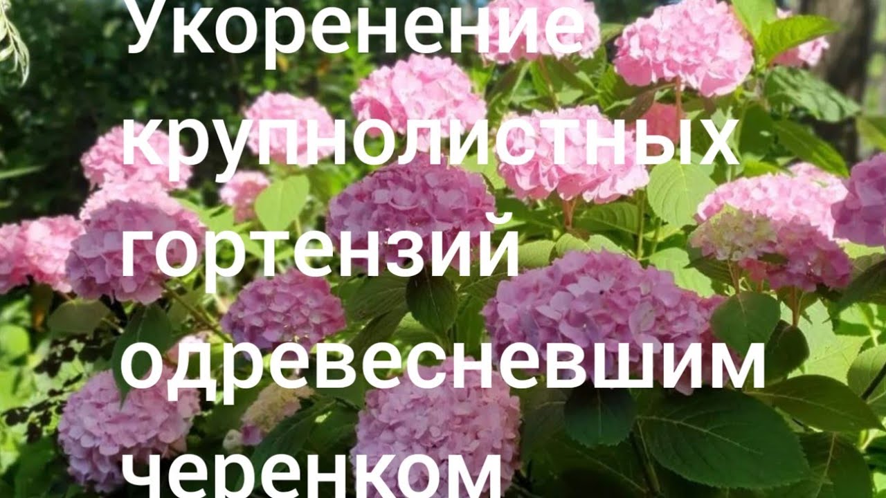 Укоренение крупнолистных гортензий одревесневшим черенком. - YouTube