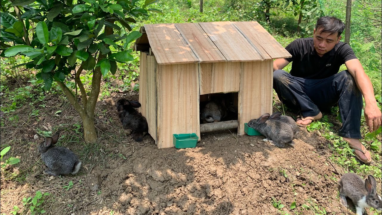 Survival instinct, wilderness alone, mobile home for rabbits, Building ...