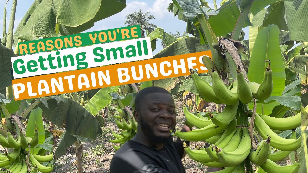REASONS YOU KEEP GETTING SMALL BUNCHES OF PLANTAINS/ How to get quality ...