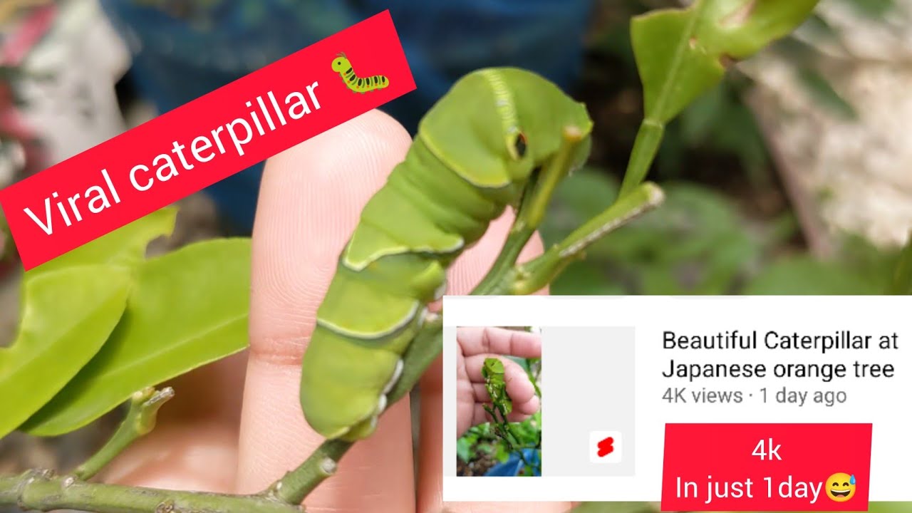 Viral Caterpillar at Japanese orange tree Our Wild beautiful pet Nature ...