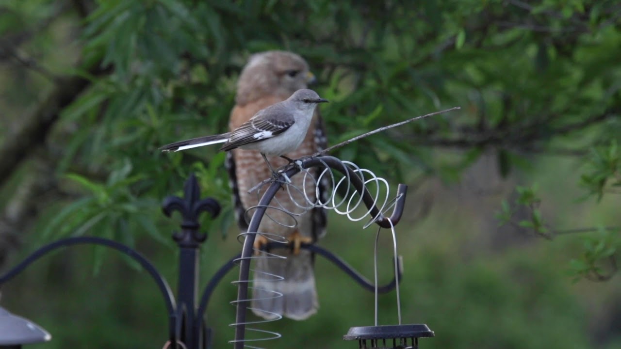 Strange bird sound. - YouTube