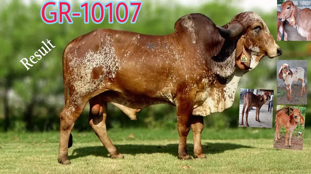 SAG-GR-10107 Gir Bull Result | Gir | SAG - YouTube