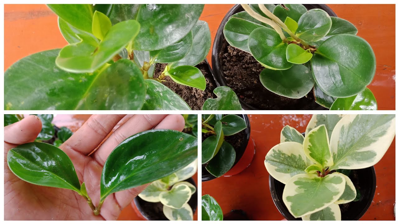 How To Propagate Peperomia from Cuttings | How To Grow Peperomia - YouTube