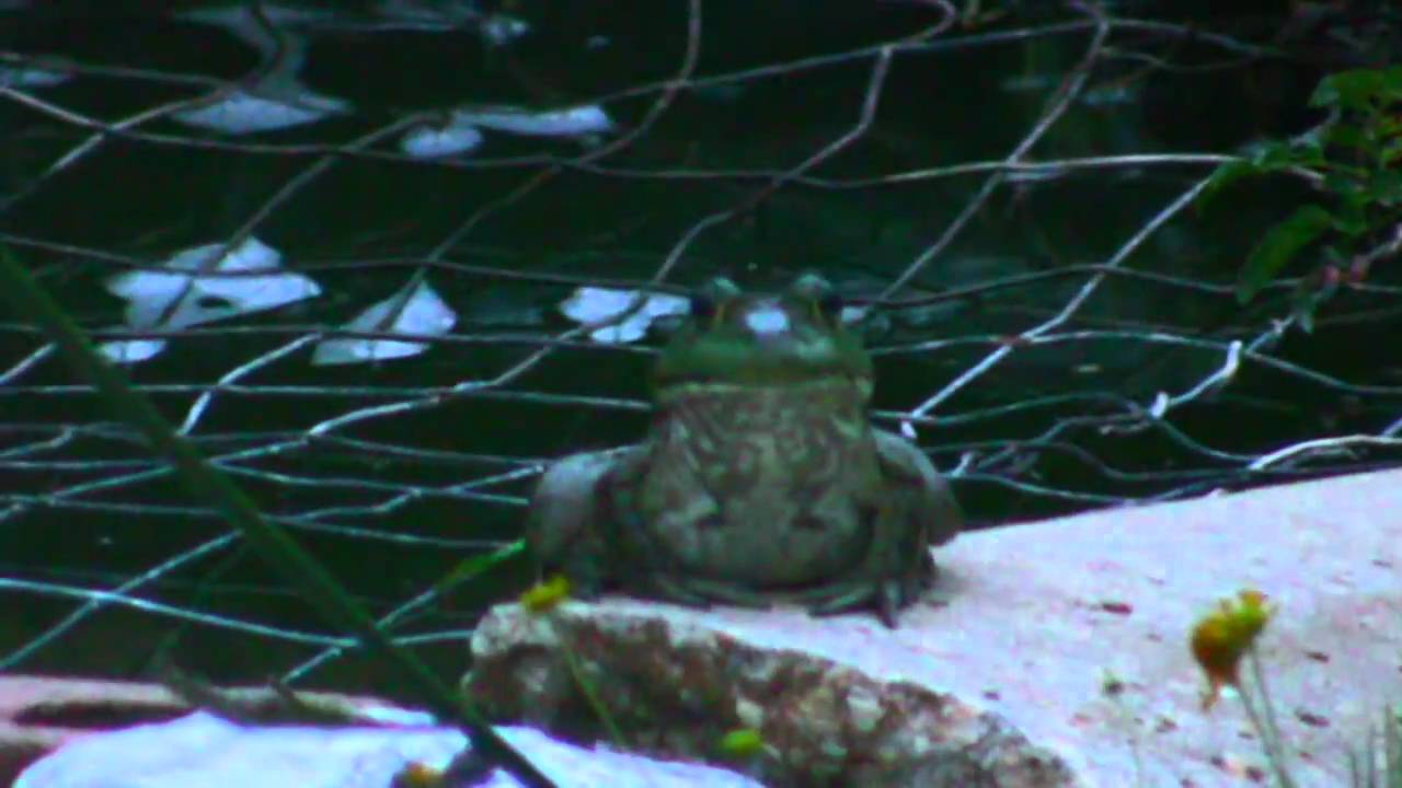 Reptile Ridge S2-E21, "Exotica" - YouTube