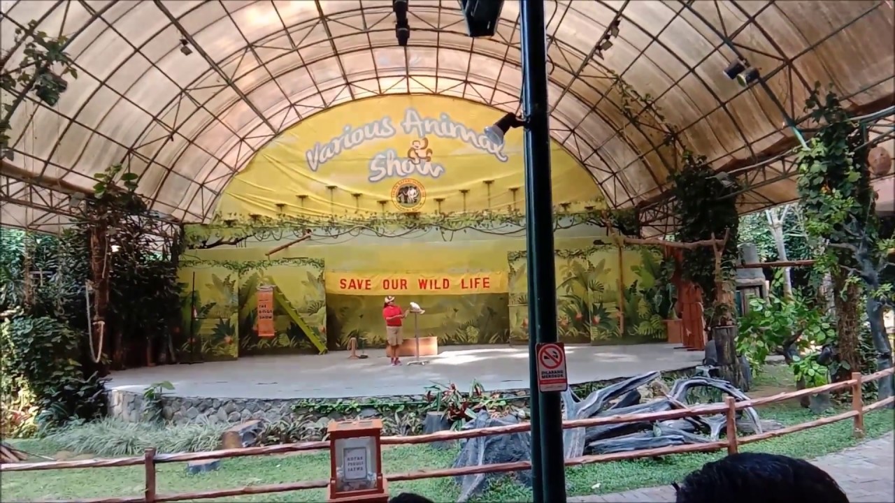 Various Animals Show - Amazing Animal Circus show for kids - YouTube