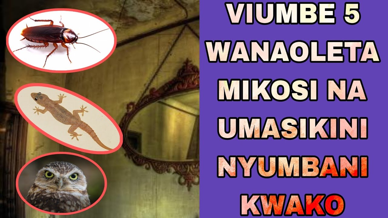 VIUMBE 5 WANAOVUTA MIKOSI NA UMASIKINI KATIKA NYUMBA YAKO usipuuzie ...