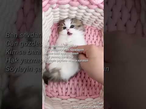 #şiir #şair #aşk #kedi #cats #catlover #hayvansevgisi #animals anima