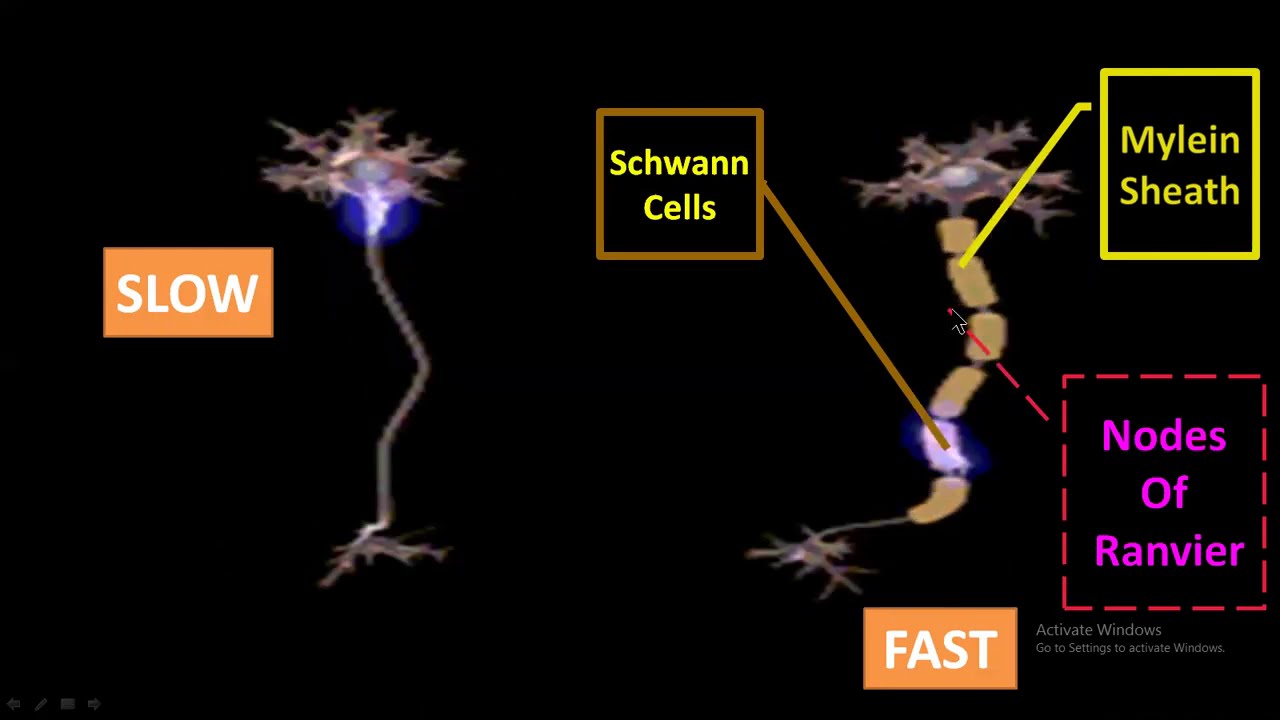 Nervous Tissue Class 9 Teaching Biology YouTube Nervous Tissue Class 9 Teaching Biology YouTube