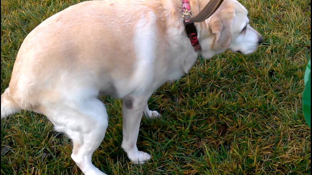 Labrador Retriever dog has bad diarrhea poop shit - funny episode of ...