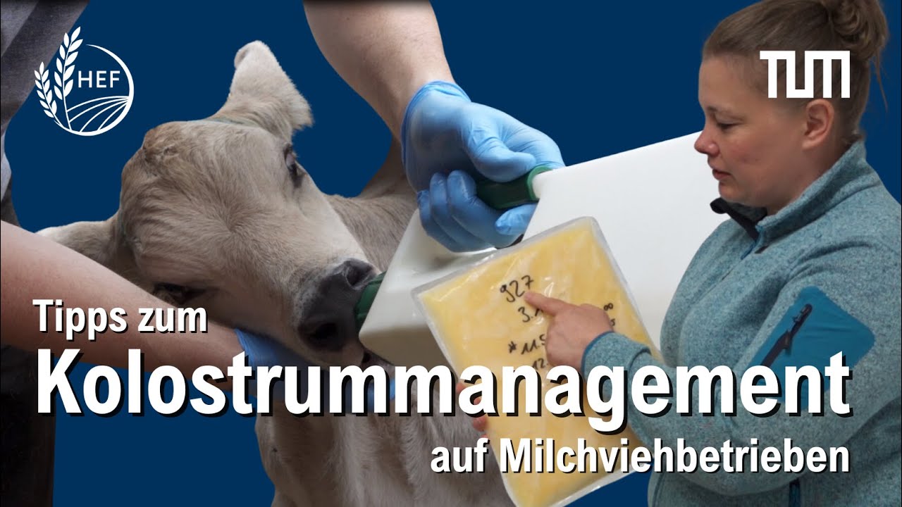Kolostrummanagement auf Milchviehbetrieben - Prof. Dr. Julia Steinhoff ...