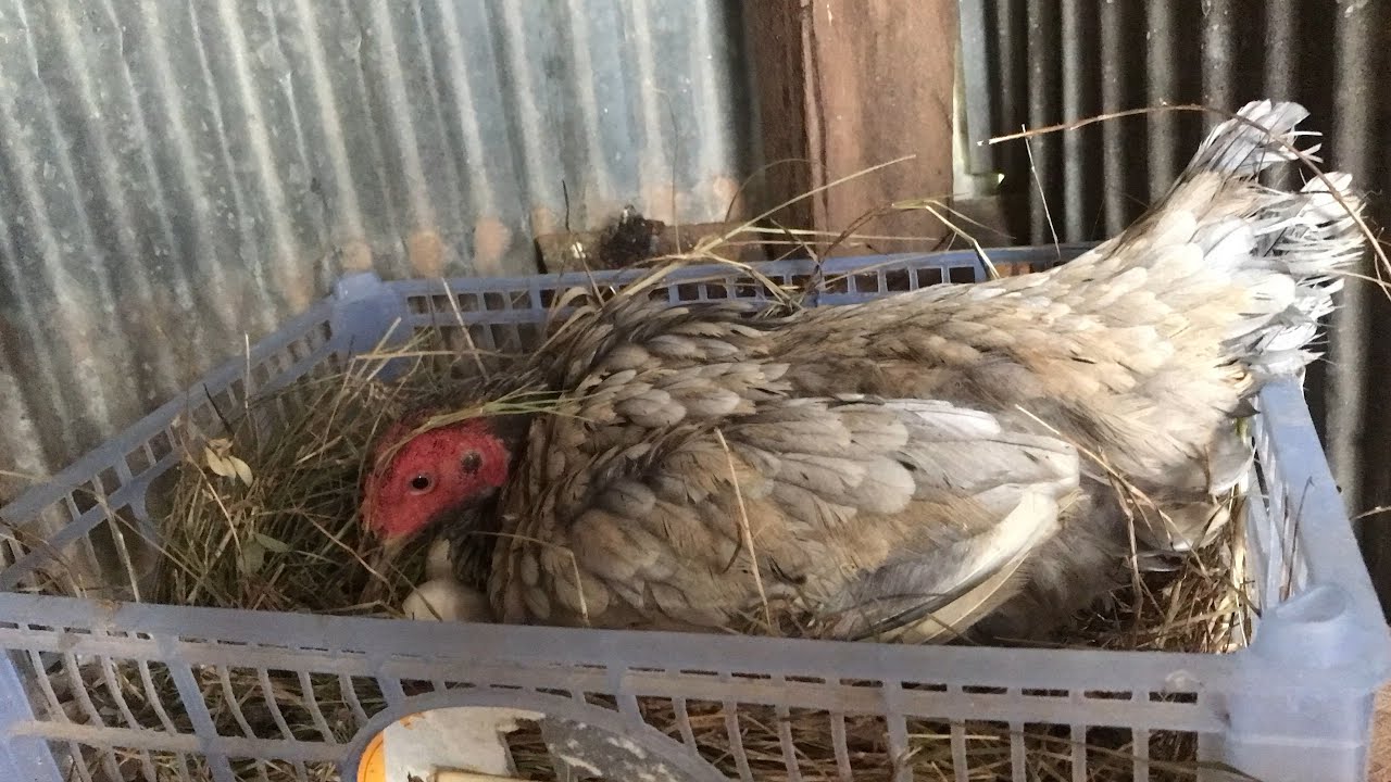 Hen hatching eggs naturally|Chickens life #hen #hatchingeggs - YouTube