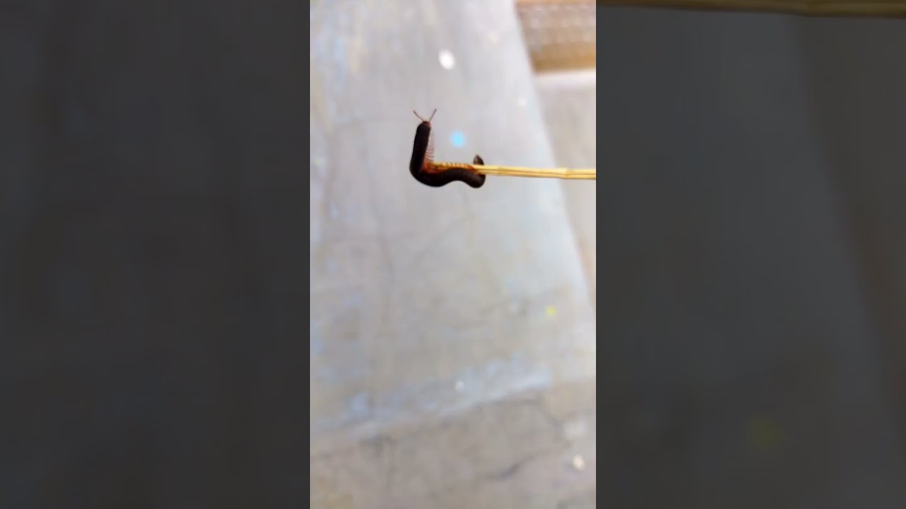 Maravattai poochi😲|Millipede|..... - YouTube