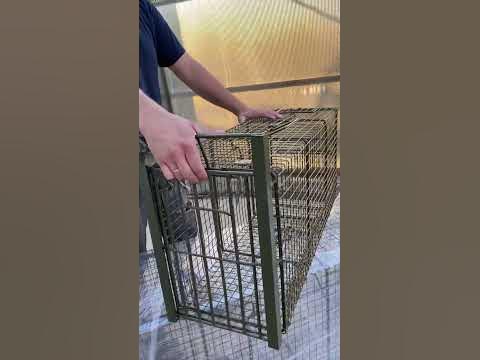 Ловушка для лис , собак , живоловушка - YouTube