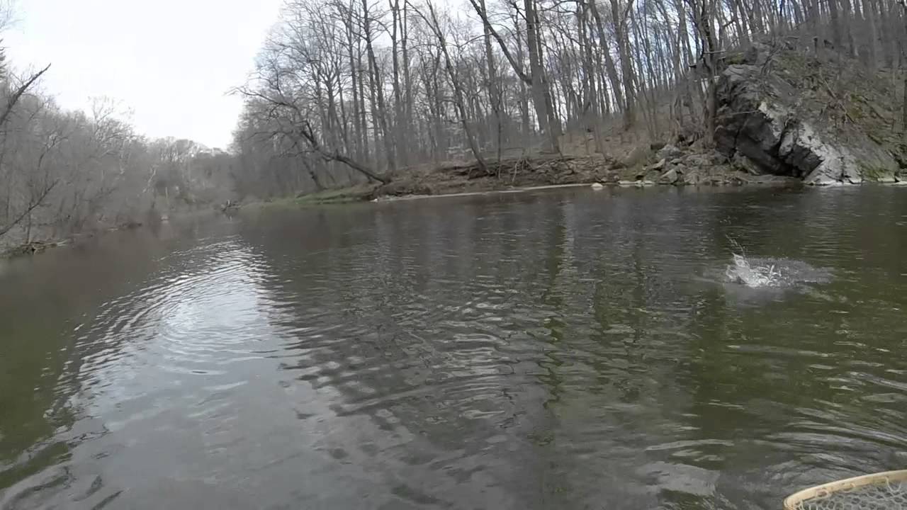 Rising rainbow trout caught fly fishing with a hendrickson dry fly ...