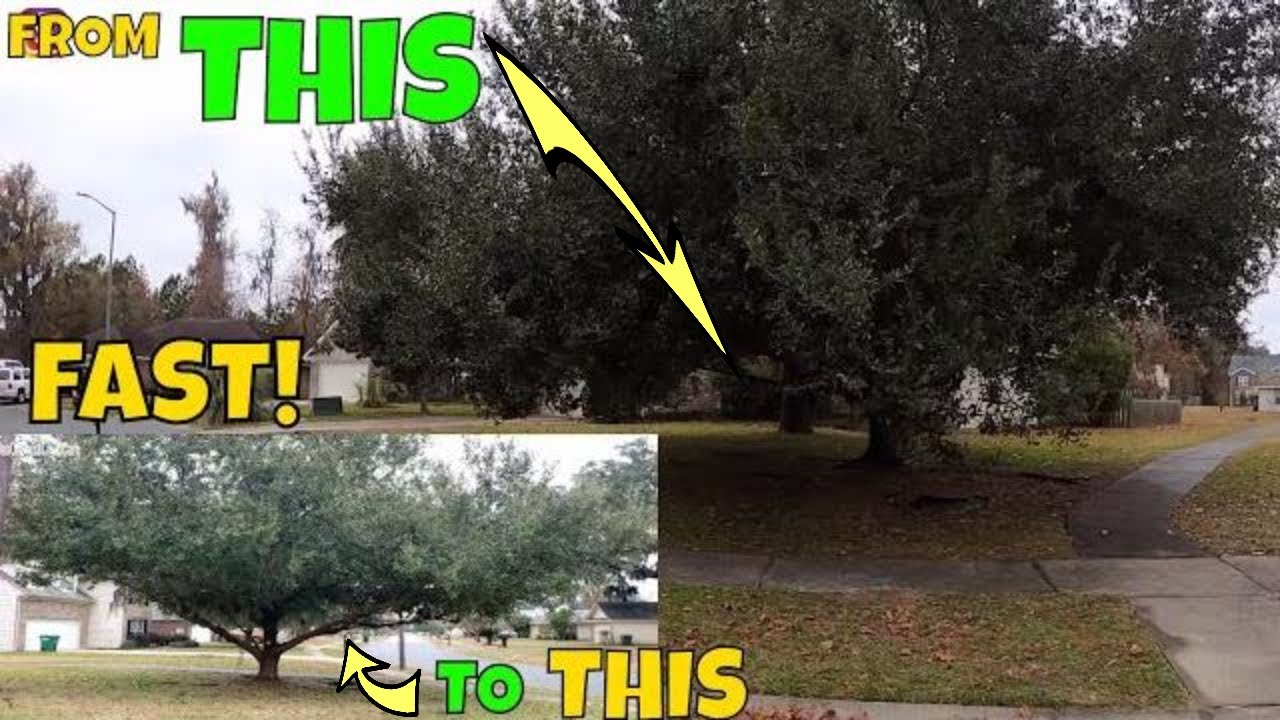 How to PRUNE LOW HANGING LIMBS - YouTube