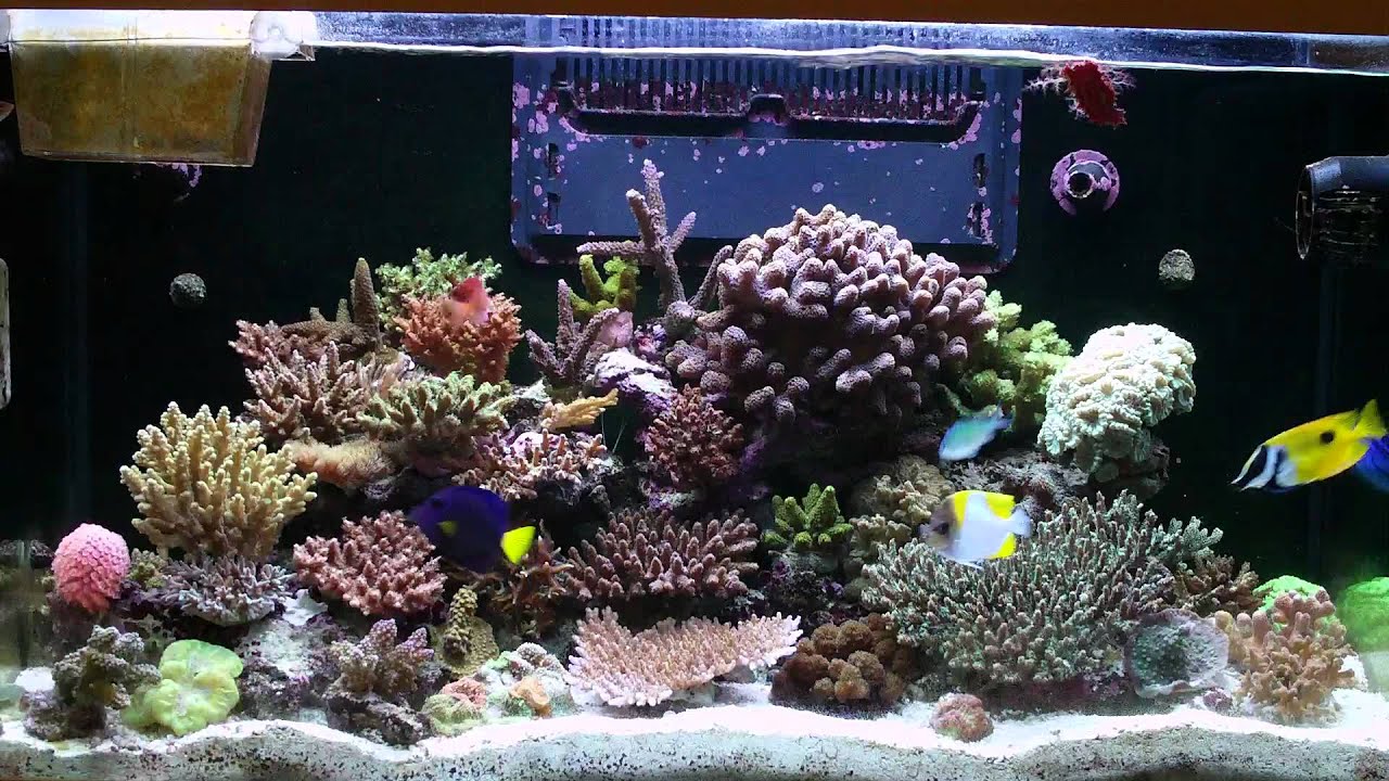 Red Sea Max 250 SPS (TEST) - YouTube