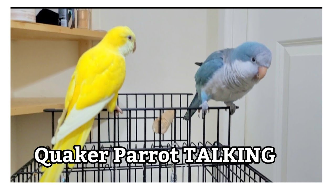Blue Quaker Parrot Talking in the Cage | Monkparakeet Sounds | Quaker ...