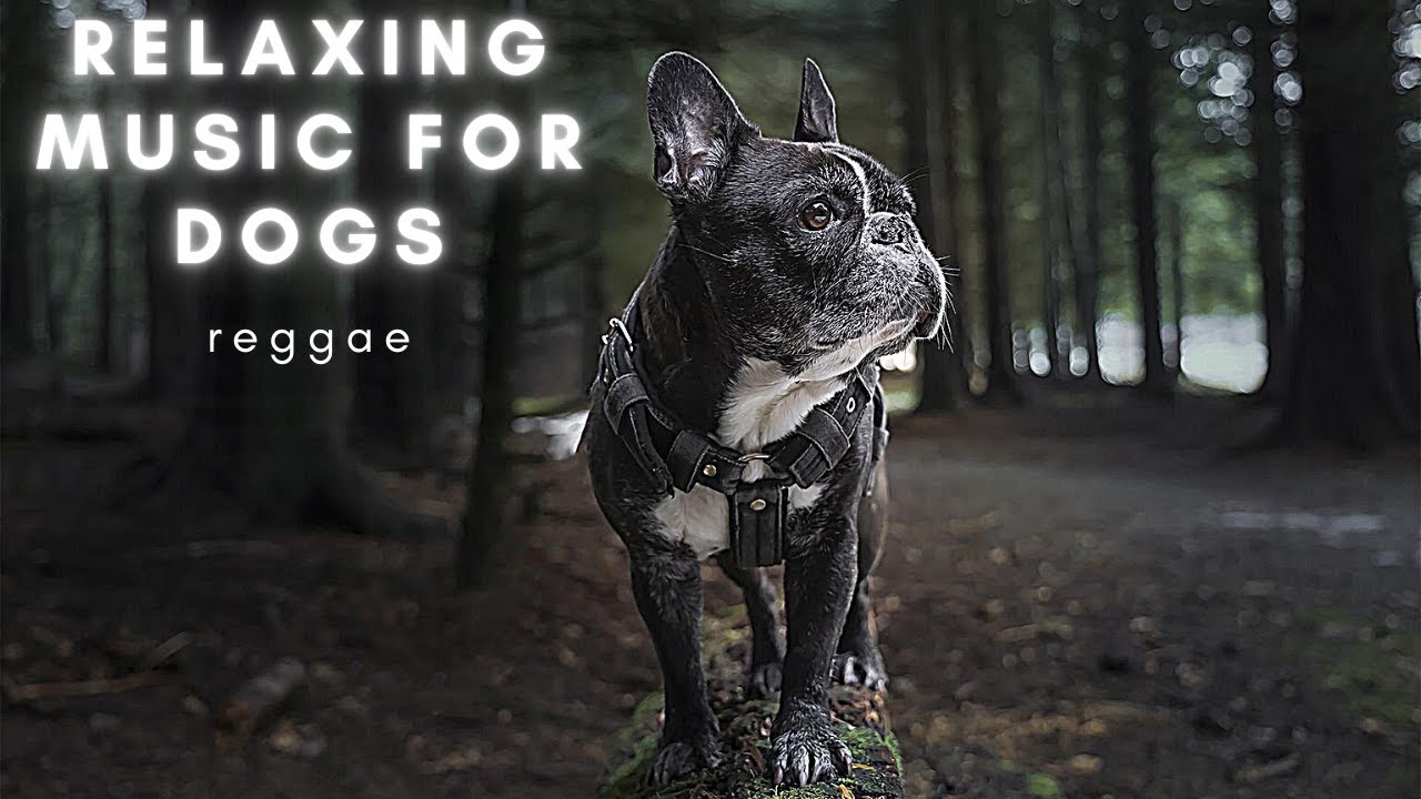 Relaxing music for dogs. Scientifically proven reggae music for your ...