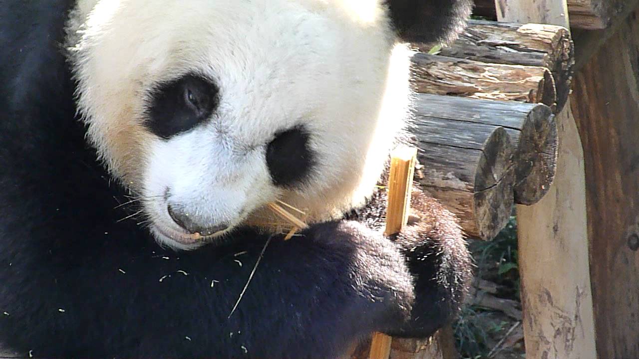 Giant panda Lin Ping having her morning bamboo sticks - YouTube