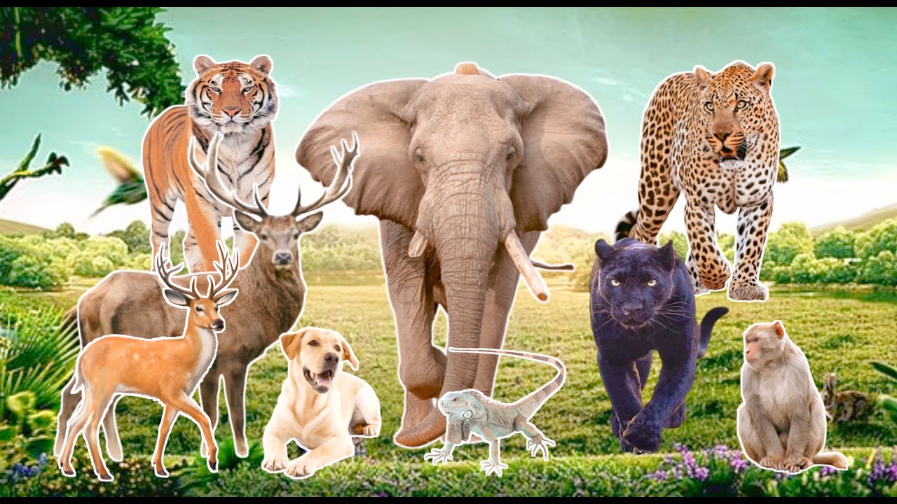 Best 25 Wild Animal Sounds In Nature Elephant, Rooster, Cow, Horse, Dog ...