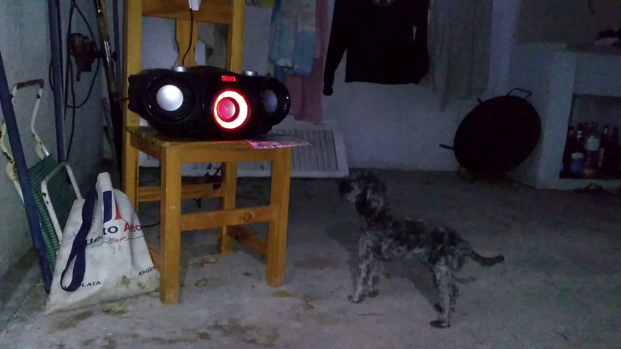 Perra cantando damas gratis nunca antes visto ATR PERRO CUMBIA ...