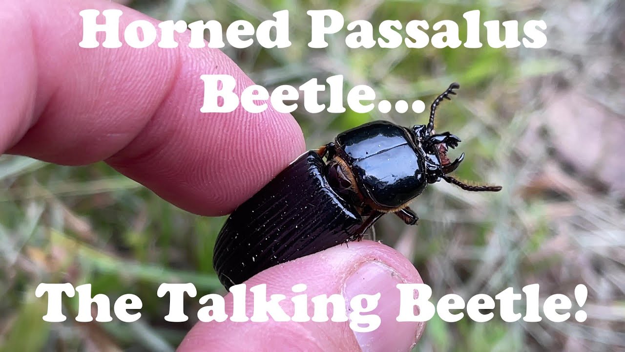 Horned Passalus Beetle | The Talking Beetle! - YouTube