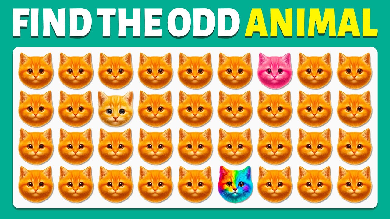 Find the ODD One Out - Animal Edition 🐭🐶😾| Easy, Medium, Hard - 30 ...