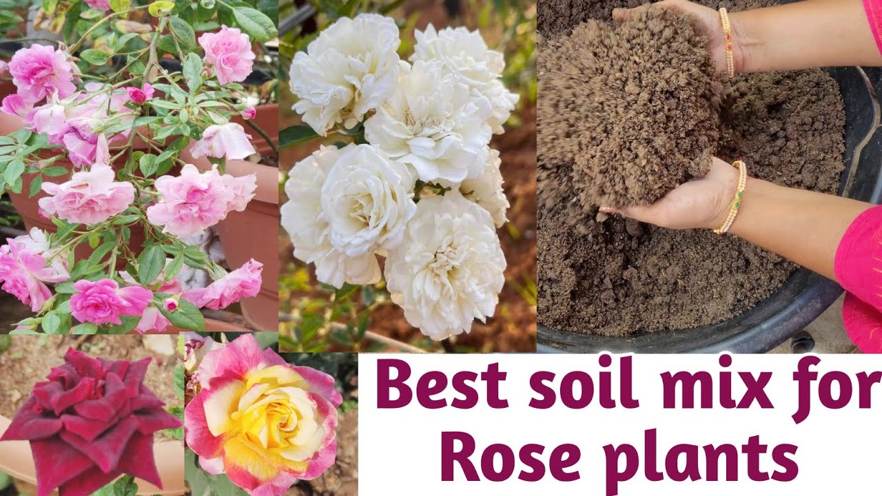 rose plant growing tips in telugu | rose plant care | gulabi mokkalu ...