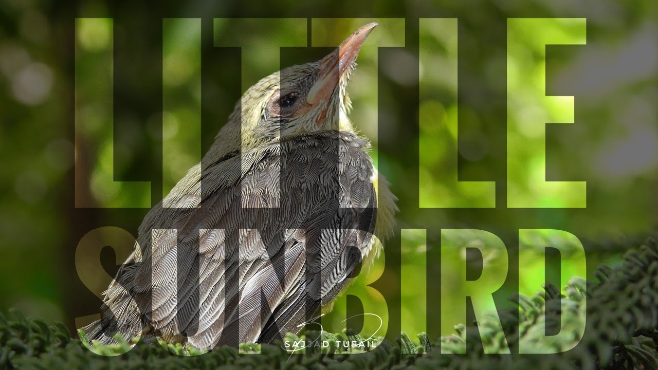 Little Sunbird, Baby Sunbird out of nest for the first time - YouTube